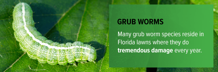 Common Florida Lawn Pest Identification | Bee Green Pest Control