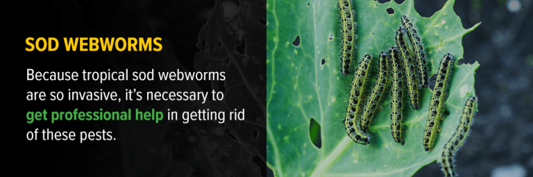 Common Florida Lawn Pest Identification | Bee Green Pest Control