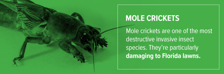 Common Florida Lawn Pest Identification | Bee Green Pest Control