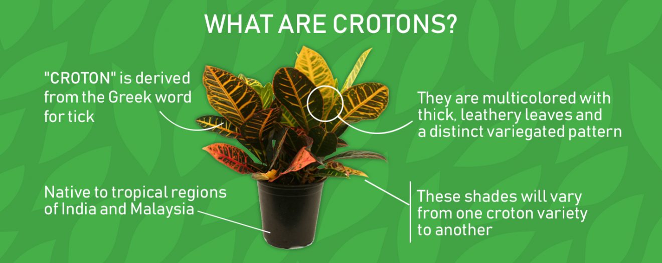 Croton Plant Care 101 | Bee Green Pest Control